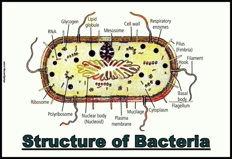 Structure of Bacteria Cell and its Organelles - Study Wrap